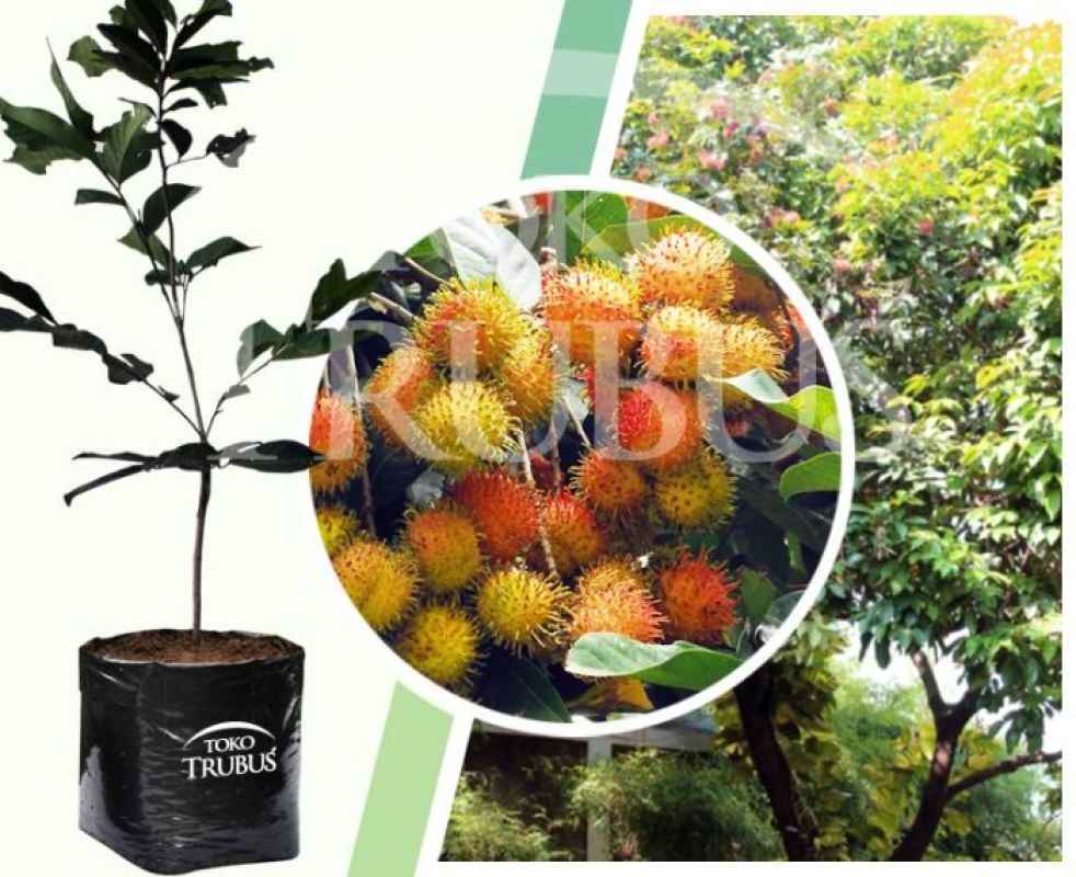 Jual Bibit Tanaman buah Rambutan Rapiah di Seller Agro bibit - Pehkulon ... Jual Bibit Tanaman buah Rambutan Rapiah di Seller Agro bibit - Pehkulon ...