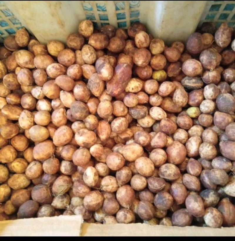 Jual Kacang Bogor Mentah 1 Kg Di Seller Waronk Kawanua Cakung Timur