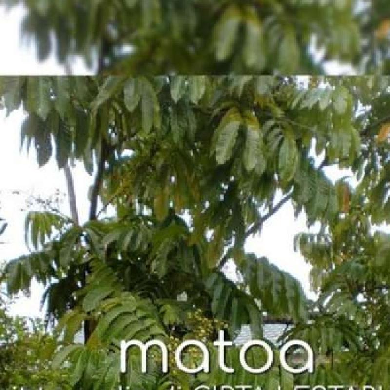 Pohon Matoa Dari Papua