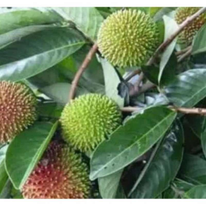 Pohon Rambutan Rapiah