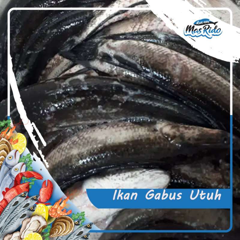 Jual Ikan Asin Mas Rido Ikan Gabus Segar Kwalitas Premium Harga Murah ...