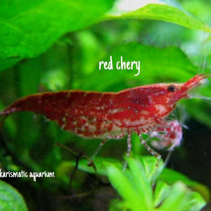 Promo udang hias red chery hiasan aquascape aquarium Diskon 56% di ...