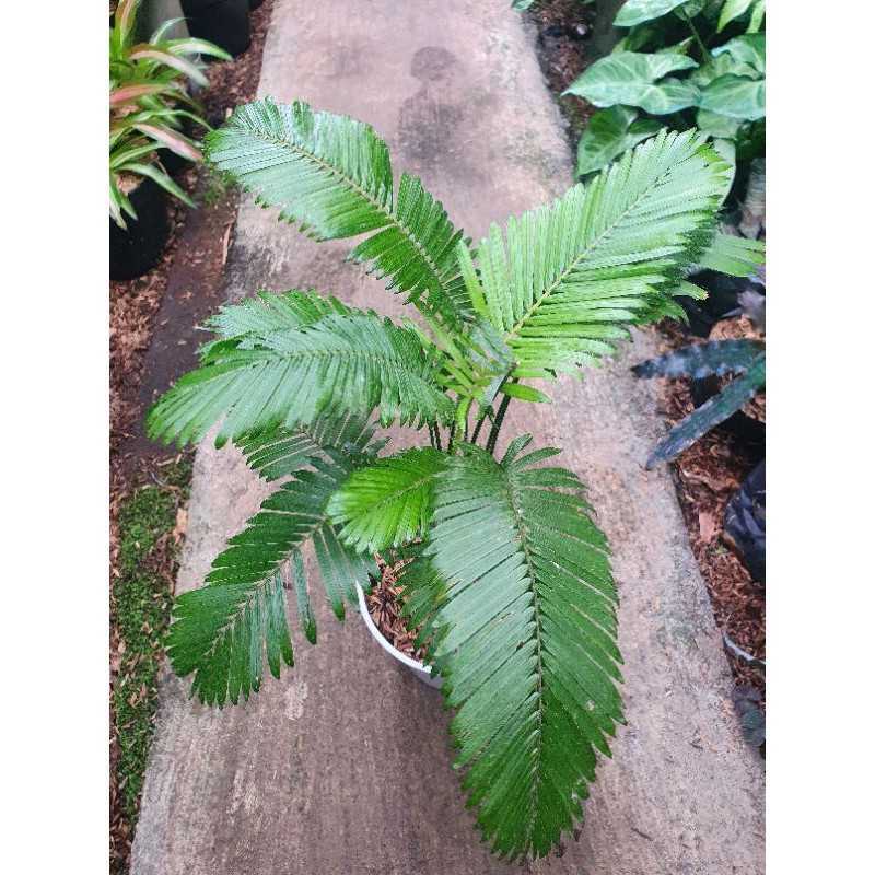 Jual Tanaman Hias Palem Mini - Palem Paris Di Seller Green Leaf Plant ...