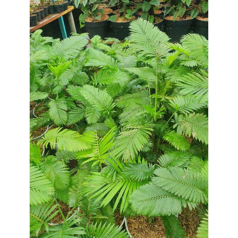 Jual Tanaman Hias Palem Mini - Palem Paris Di Seller Green Leaf Plant ...