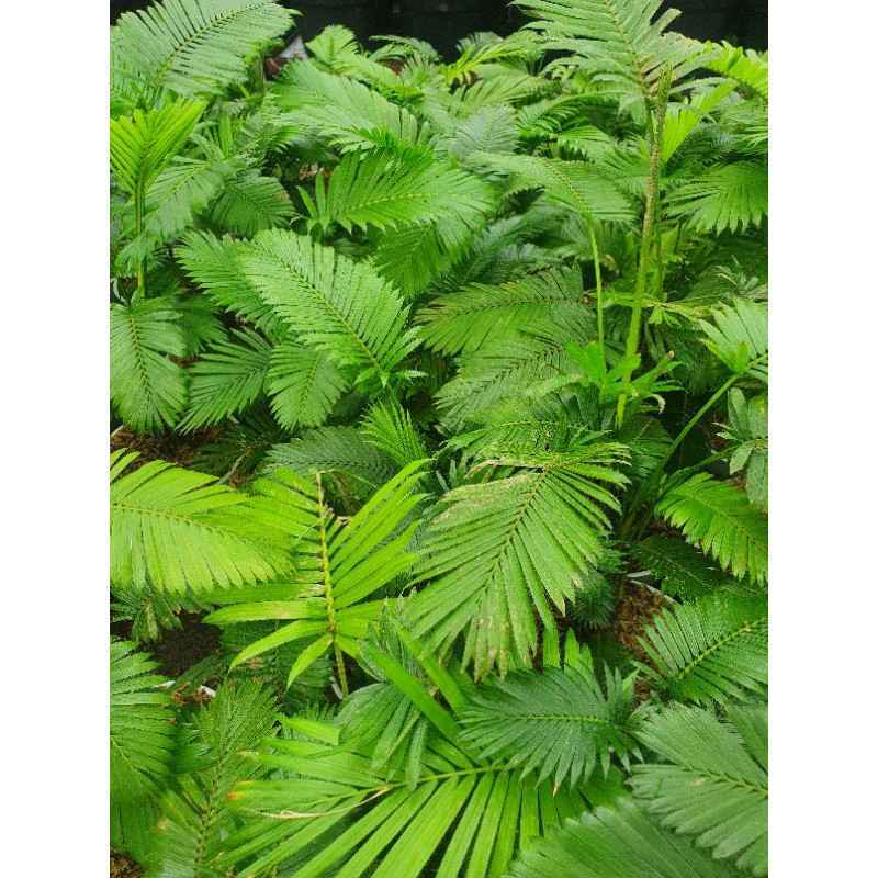 Jual Tanaman Hias Palem Mini - Palem Paris Di Seller Green Leaf Plant ...