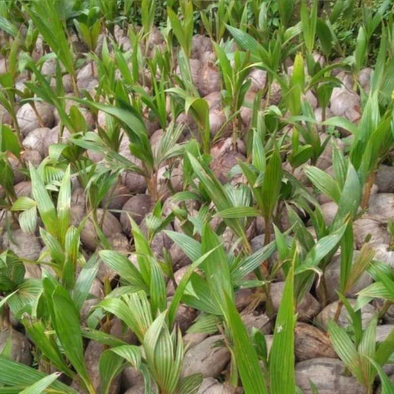 Jual Bibit Tanaman Kelapa Genjah Entok di Seller bibit kitaa - Pondok ...