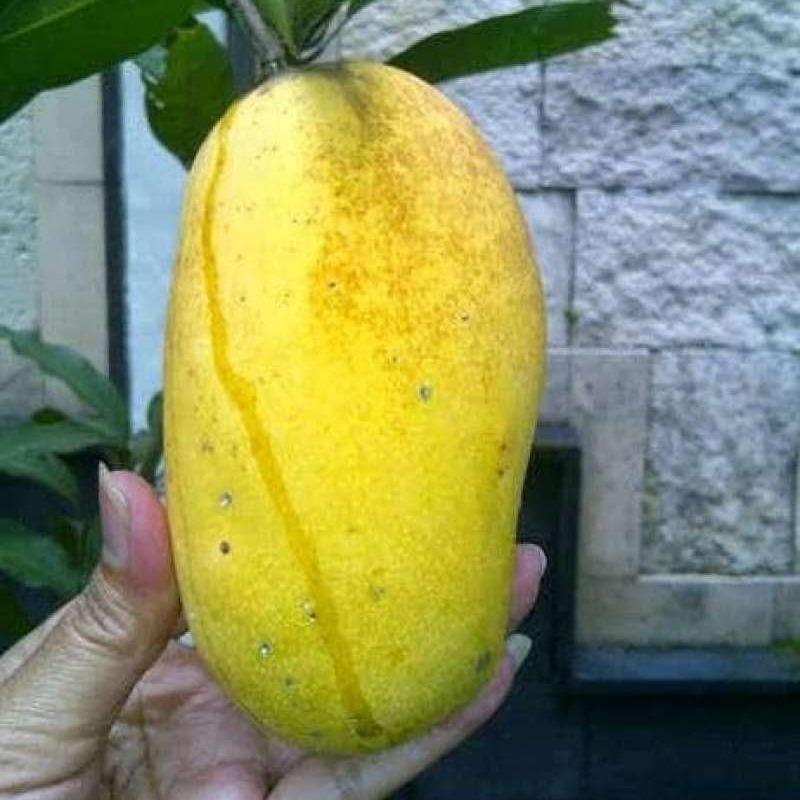 Jual Kw Wahid! Bibit Tanaman Buah Mangga Chauk Anan Thailand Original ... Jual Kw Wahid! Bibit Tanaman Buah Mangga Chauk Anan Thailand Original ...