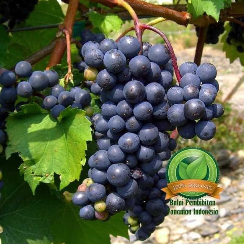 Jual Asli Bibit Anggur Maroo Seedles / Bibit Buah / Tanaman Asli! Di ... Jual Asli Bibit Anggur Maroo Seedles / Bibit Buah / Tanaman Asli! Di ...