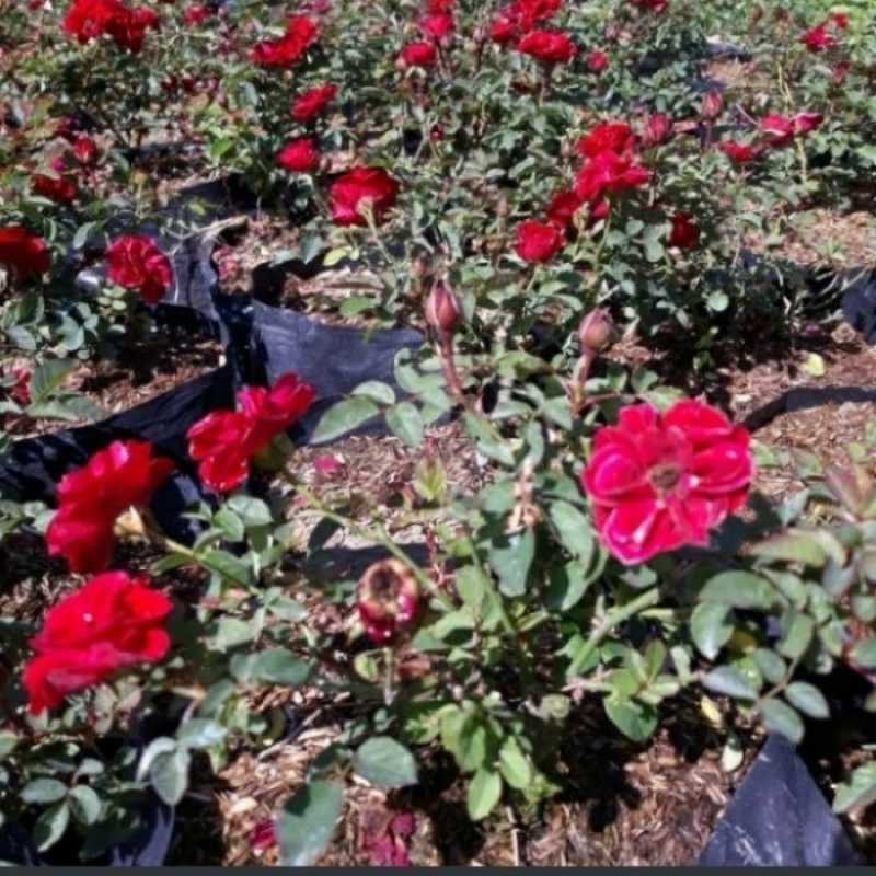 Jual bibit bunga mawar rambat / climbing rose di Seller agrotanaman03 ...