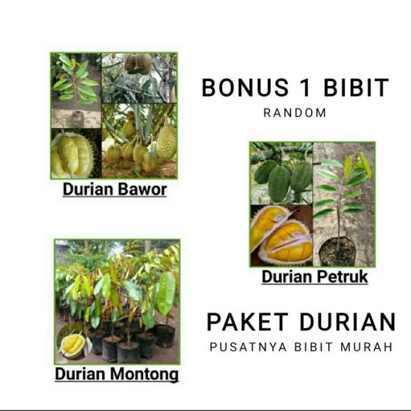 Jual Paket Hemat Bibit Tanaman Buah Durian-bibit Pohon Durian-jenis ... Jual Paket Hemat Bibit Tanaman Buah Durian-bibit Pohon Durian-jenis ...