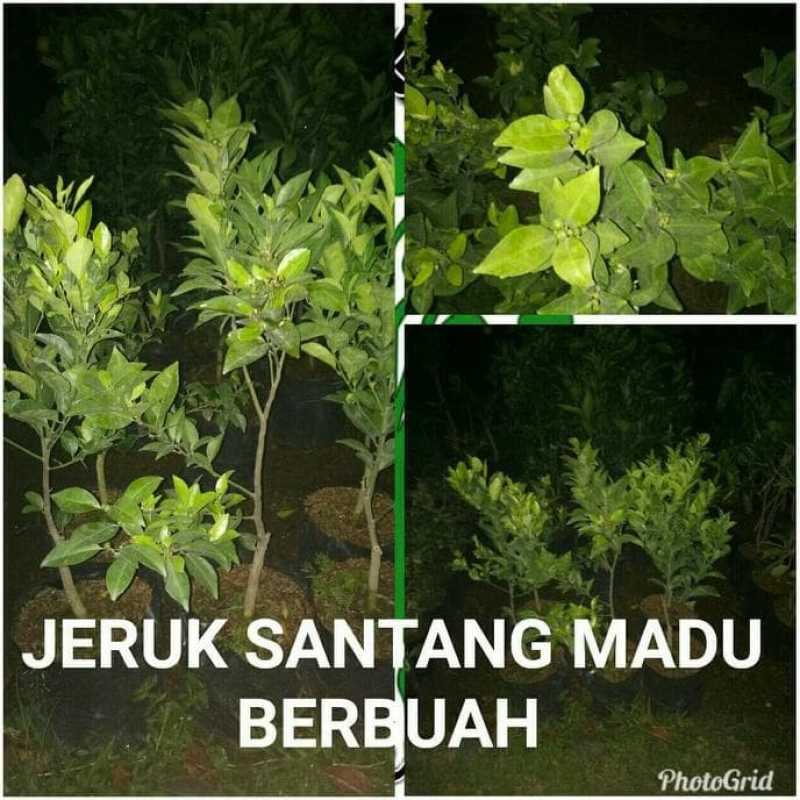 Jual Clen Bibit Tanaman Buah Jeruk Santang Madu Berbuah di Seller ... Jual Clen Bibit Tanaman Buah Jeruk Santang Madu Berbuah di Seller ...