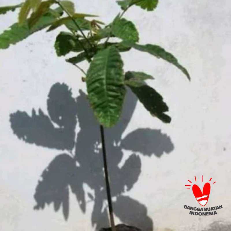 Jual bibit tanaman buah matoa/pohon matoa khas papua di Seller grosir ...