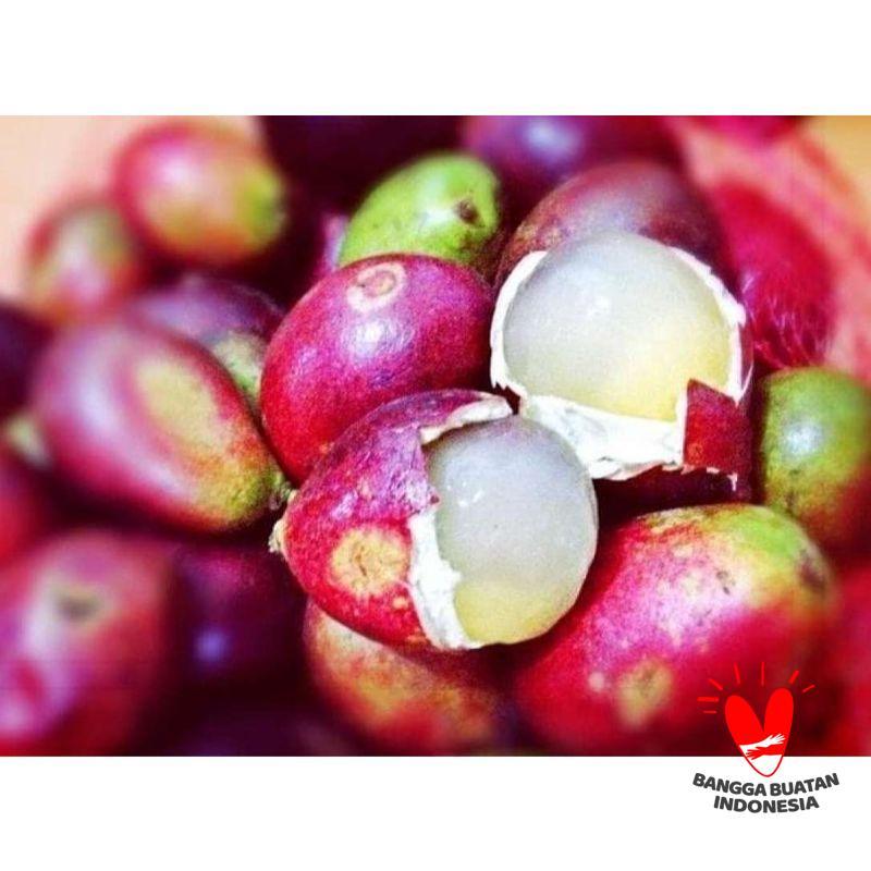 Jual Kw1 Bibit Matoa / Pohon Matoa / Buah Matoa Kw+ di Seller grosir ...