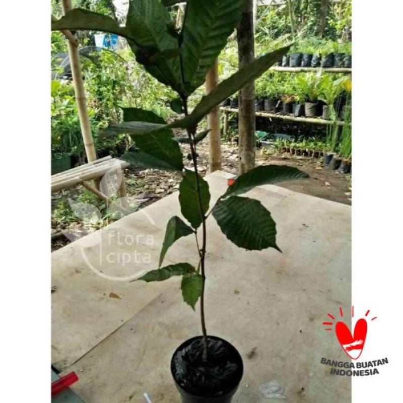 Jual Kw1 Bibit Matoa / Pohon Matoa / Buah Matoa Kw+ di Seller grosir ...