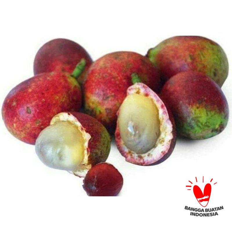 Jual Ready Bibit Buah / Benih Buah Berkwalitas Bibit Buah Matoa Super ...