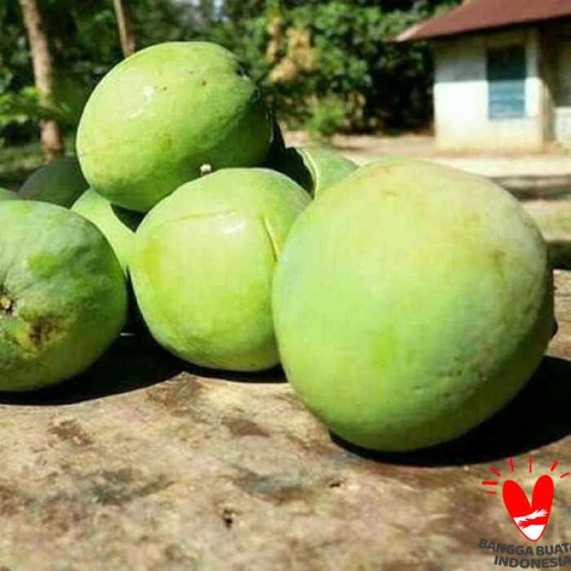 Jual Bibit Tanaman Buah Mangga Kelapa-Mangga Apel di Seller grosir ...