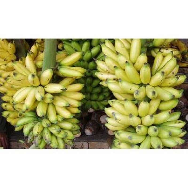 Jual Pisang Emas 1 Tandan Halal Di Seller Gardencempaka - Cilangkap ...