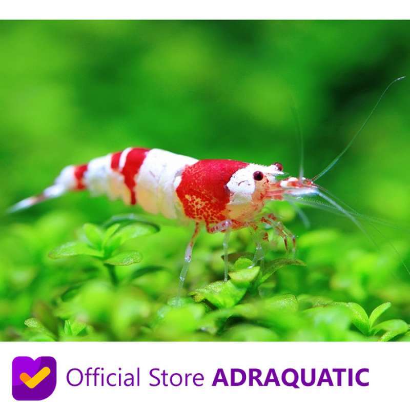 Jual UDANG HIAS RED CRYSTAL CHERRY SHRIMP NEOCARIDINA AIR TAWAR di ...