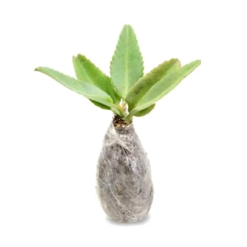 Begini 10+ Tanaman Bunga Cocor Bebek yang Wajib Diketahui - Informasi ...