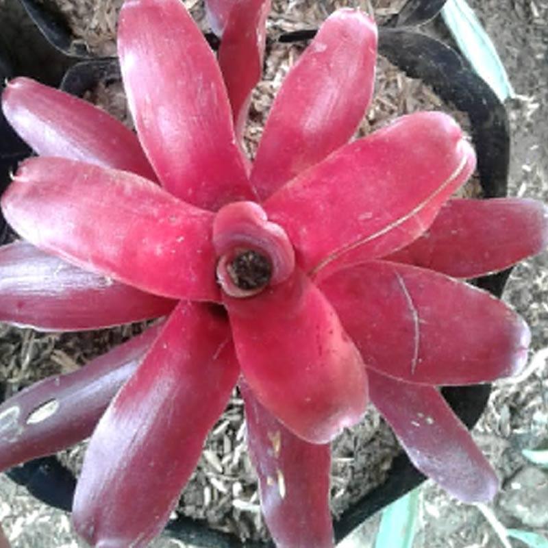 Jual ZPLANT Tanaman Hias Bromelia Merah Bibit Bunga Bromelia Merah Unik ...