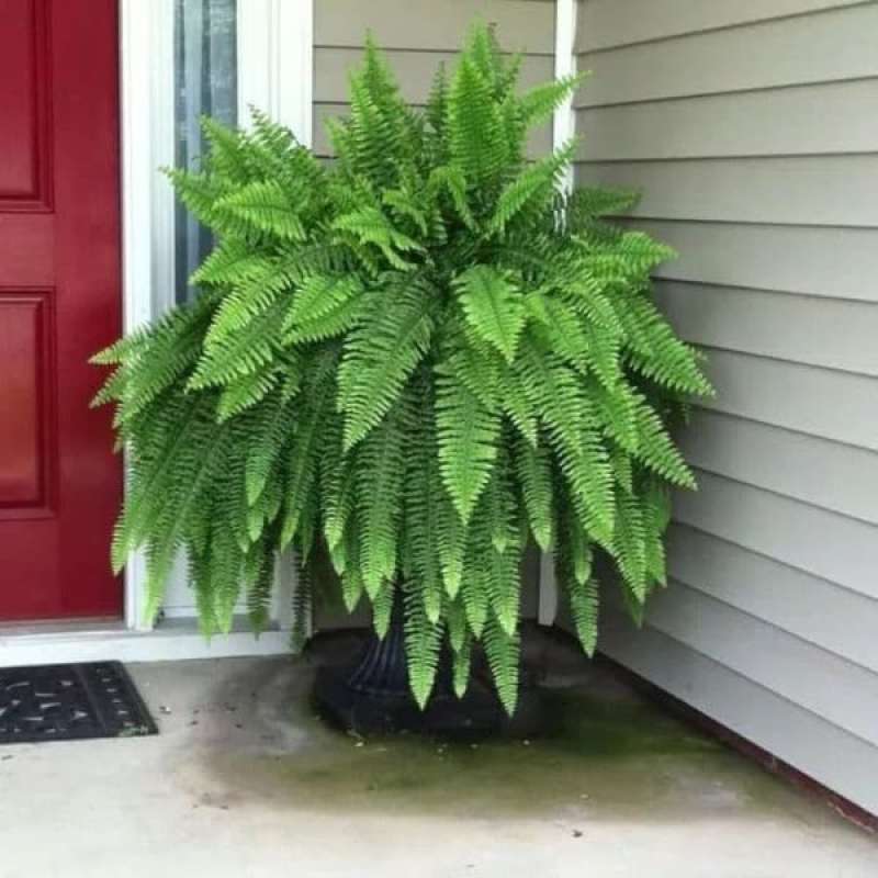 Jual Tanaman Hias Indoor - Macho (Giant Boston) Fern Nephrolepis ...