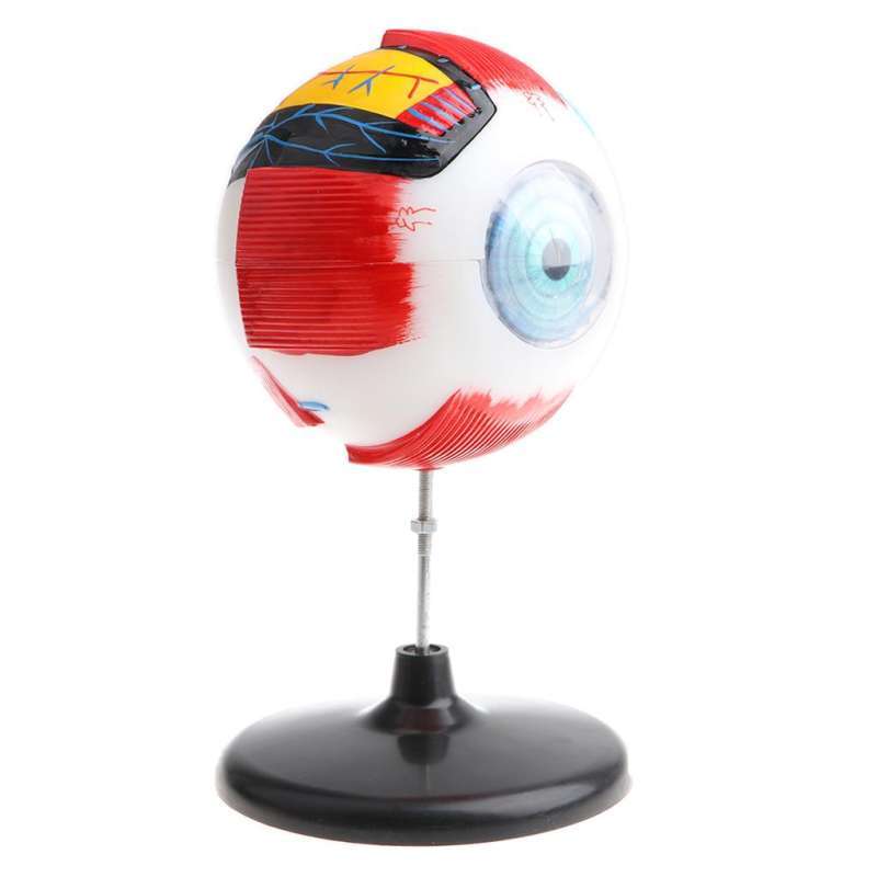 Promo 5X Larged Human Eye Ball Anatomy Model (7 Parts) Biology Learning ...
