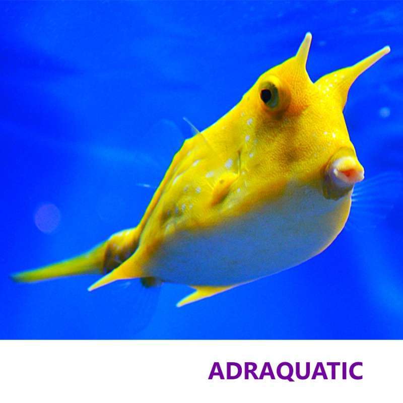 Jual IKAN HIAS AIR LAUT SAPI-SAPI LONGHORN COWFISH LACTORIA CORNUTA di ...