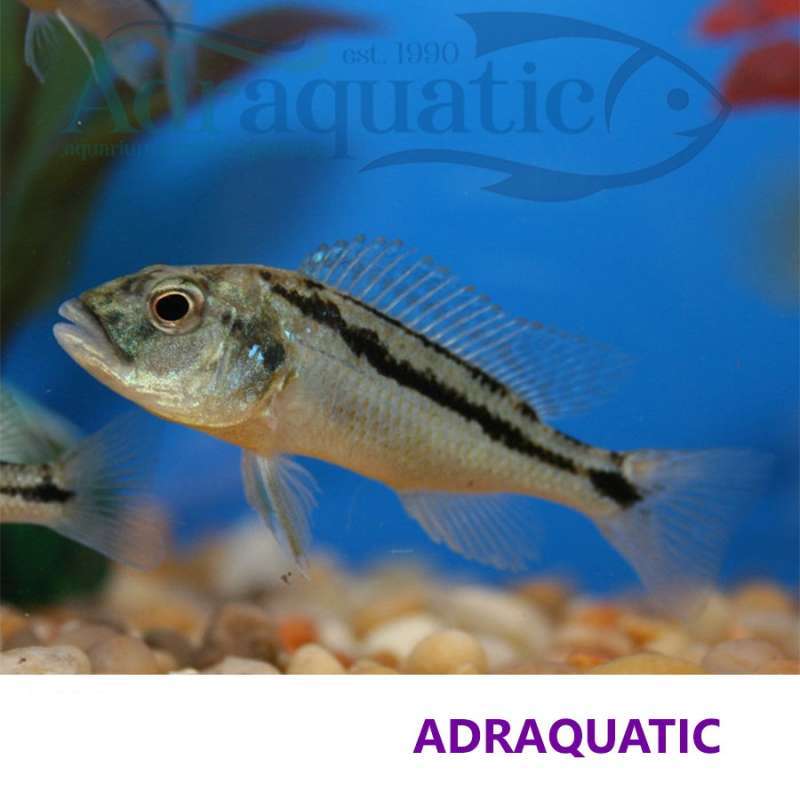 Jual IKAN HIAS ARISTOCHROMIS CHRISTYI MALAWI HAWK AIR TAWAR - 3 CM di ...