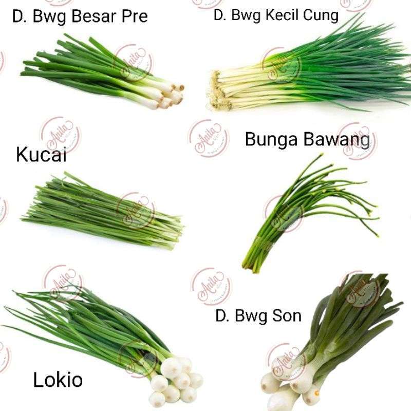 Jual Daun Bawang - Pre Cung Kucai Lokio Bunga Kembang Daun Merah Bumbu ...