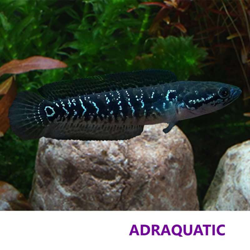 Jual IKAN HIAS CHANNA ASIATICA SMALL SNAKEHEAD CHANNAMARU CHANA AIR ...
