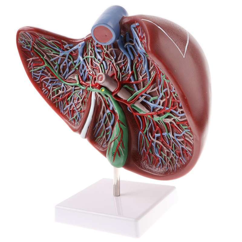 Jual Human Liver Model, Shows Vessel Branches, Cyst, and Biliary ...