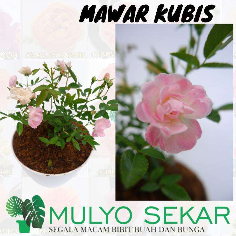Jual Tanaman Bunga Mawar Kubis Putih Berbunga Rose - Mawar Hidup ... Jual Tanaman Bunga Mawar Kubis Putih Berbunga Rose - Mawar Hidup ...