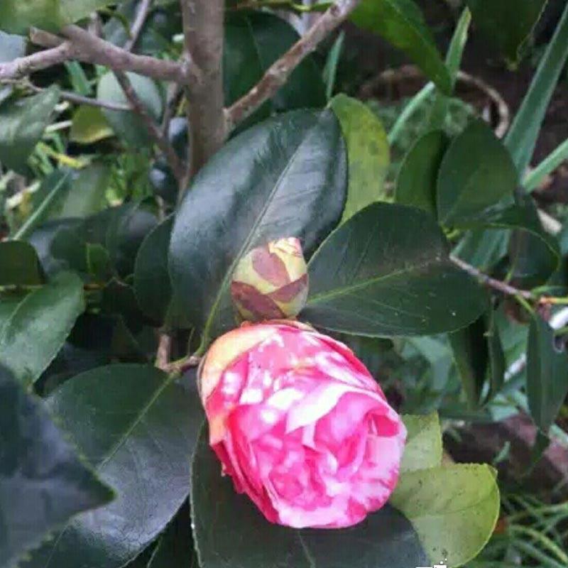 Menakjubkan 18+ Gambar Bunga Camelia Merah - Gambar Bunga Indah
