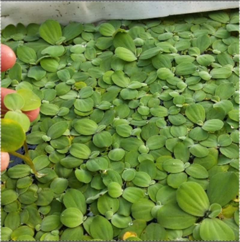 Jual Tanaman Apung Air Apu-apu/ Kapu-kapu Untuk Guppy,cupang,platy ...