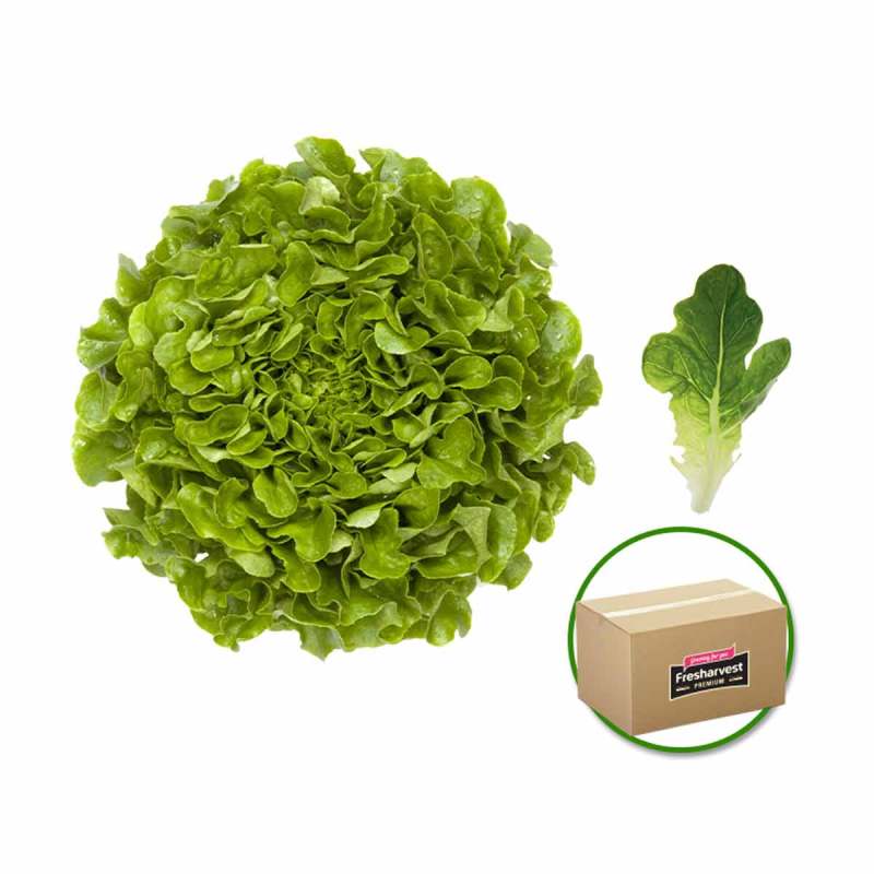 Jual [10 Pack] Sayur Selada Oakleaf Green Lettuce Fresharvest Halal Di ...