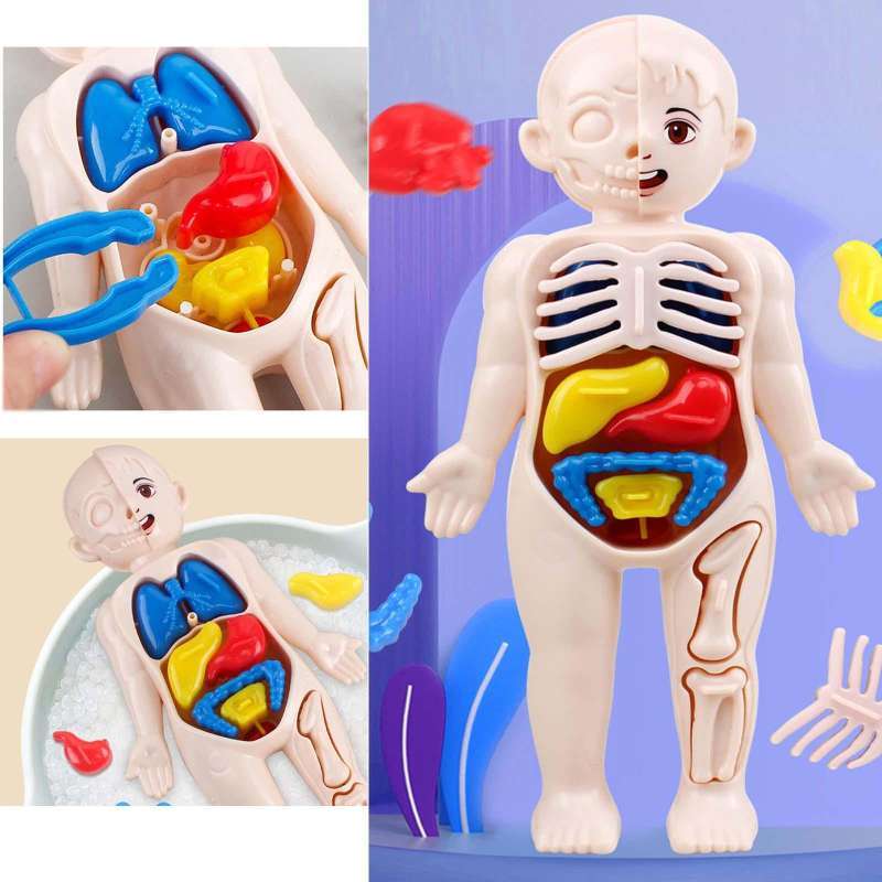 Jual Human Torso Body Model Anatomy Anatomical Internal Organs Teaching ...