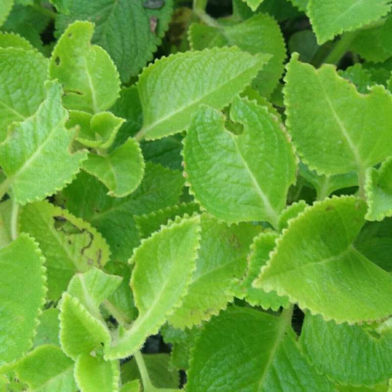 Jual Daun Jinten Putih Bibit Tanaman Herbal Daun Jinten Jintan Putih di ...