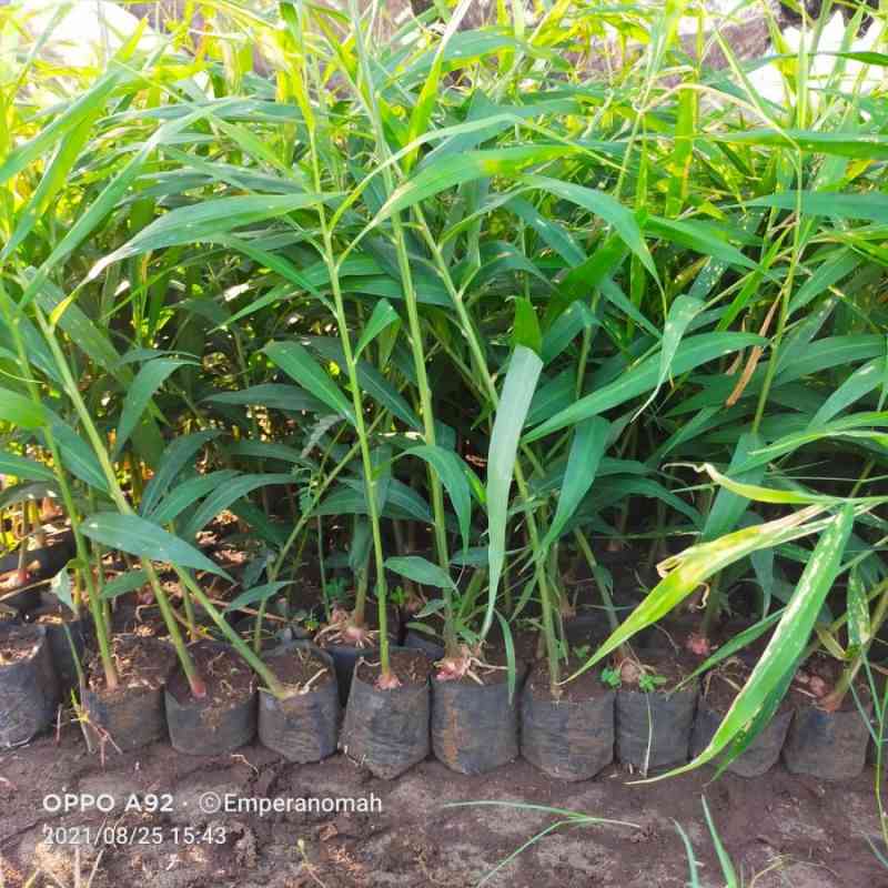 Jual Bibit Pohon Jahe 💯 Harga Murah & Kualitas Terbaik Februari 2025