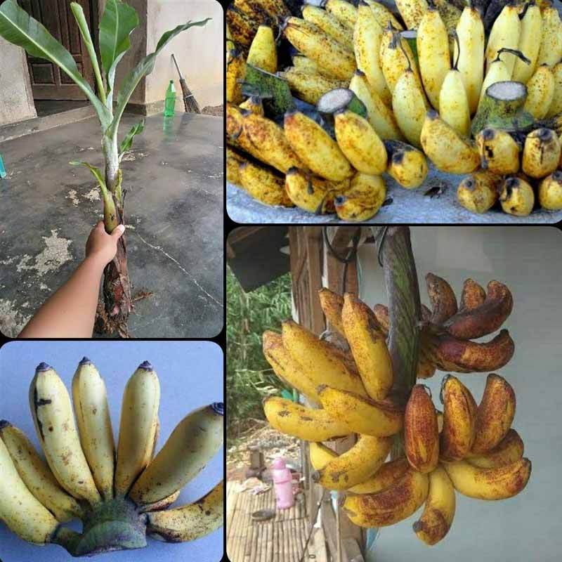 Pohon Pisang Raja