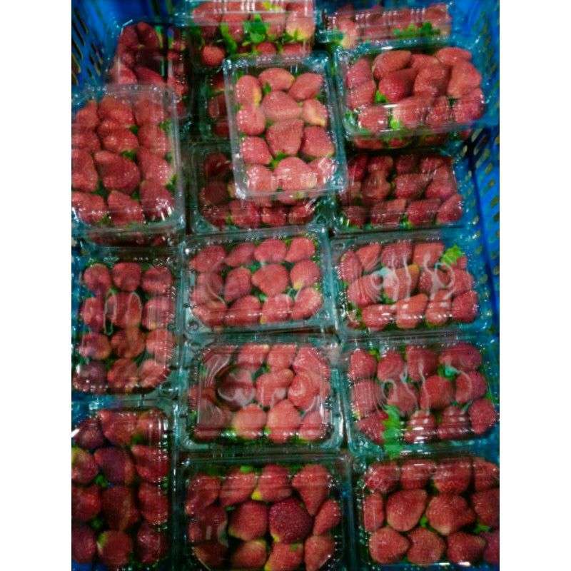 Jual Strawberry fresh 250gram|buah segar Bandung|buah stroberi Halal di ...
