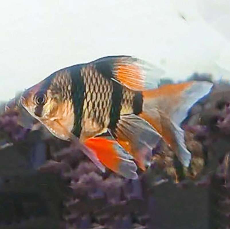 Ikan Tiger Barb