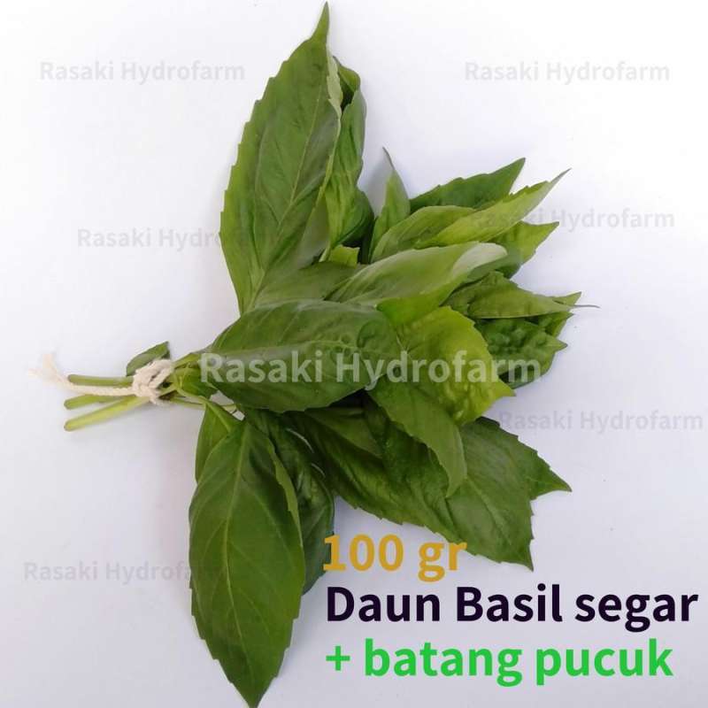 Jual Daun Basil Segar + batang pucuk 100 gr bebas pestisida (fresh pack ...