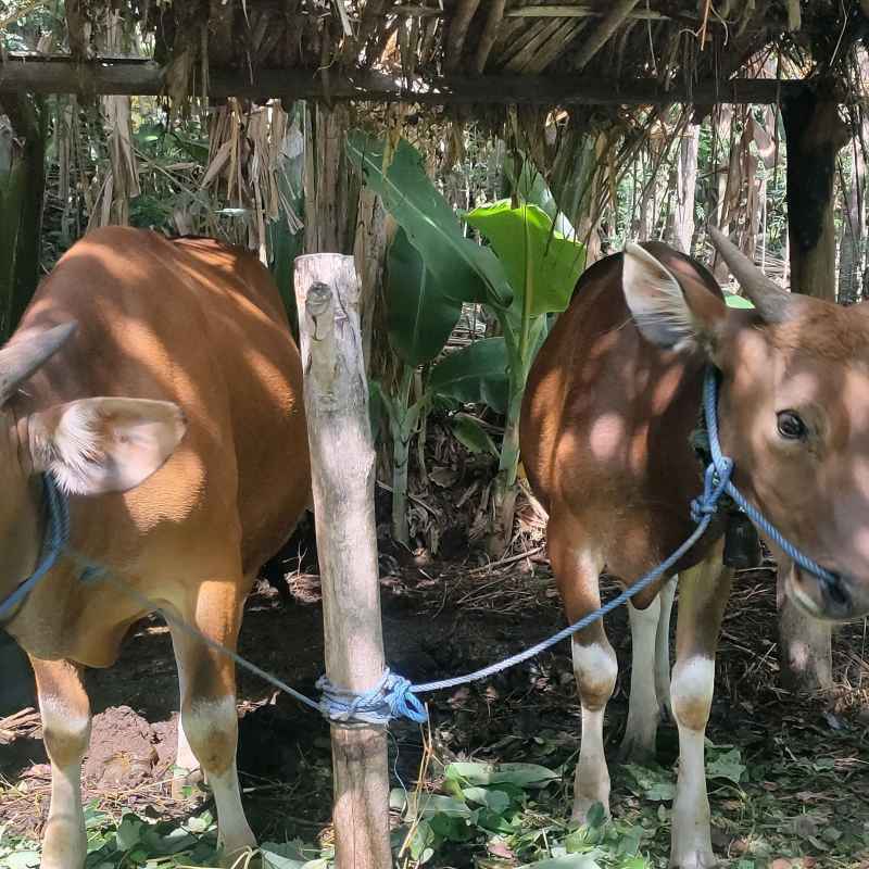 Jual jual beli sapi super 1 ekor hitung /kg di Seller Edy makmur ...