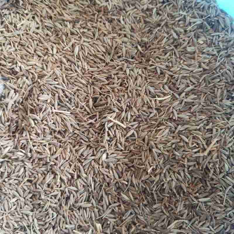 Jual Jintan Halus / Jintan Putih / Jeera / Cumin Seeds 100g di Seller ...
