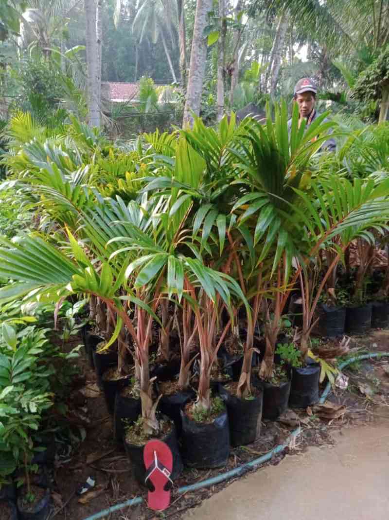 Pohon Pinang Merah