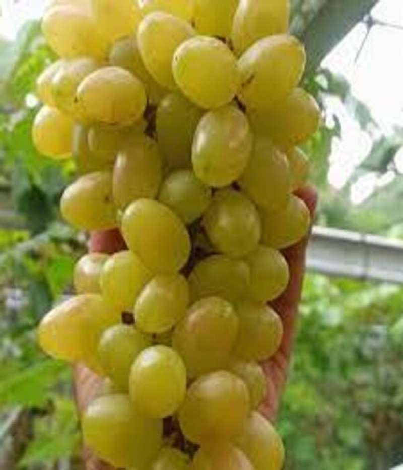 Promo Bibit Anggur Transfigurasi Import Orginal Valid Diskon 40% di ...