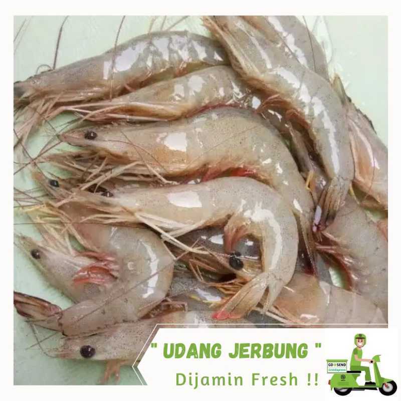Jual Udang Jerbung / Udang Laut Segar 1Kg Kualitas Terbaik BERGARANSI ...