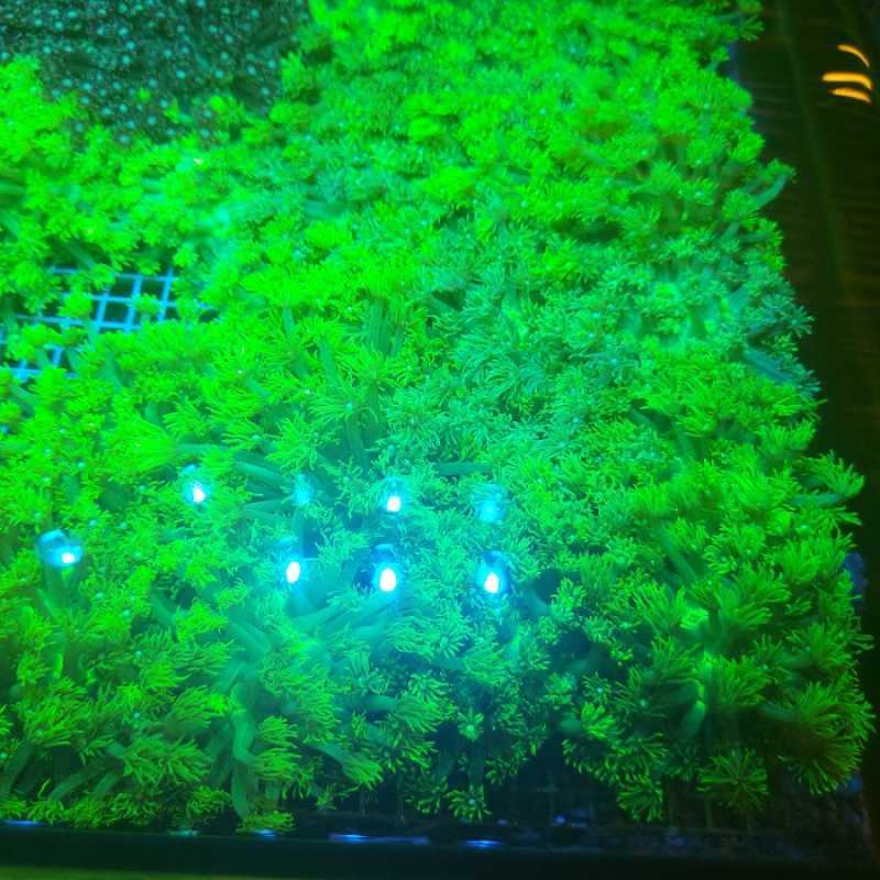 Jual Batu Jeruk Bali Ijo Metalik di Seller DENTA PET SHOP - Kalibata ...