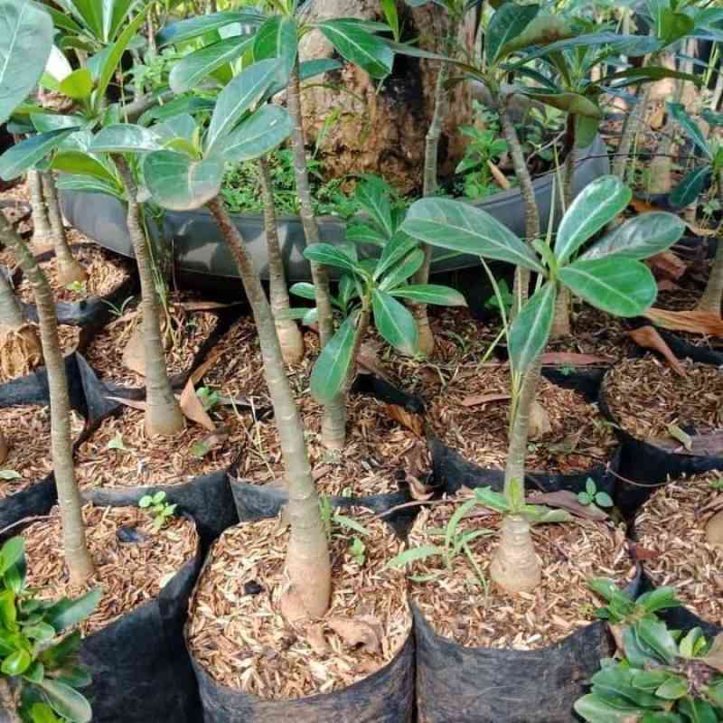 Pohon Kamboja Bonsai