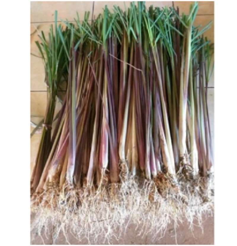Jual Serai Merah / Serai Wangi / Sereh Merah / Sereh Wangi / Cymbopogon ...